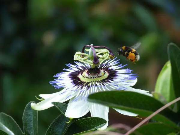 Britaniyada arılar və arılar bir əsrdən artıqdır yoxa çıxır 48778_2