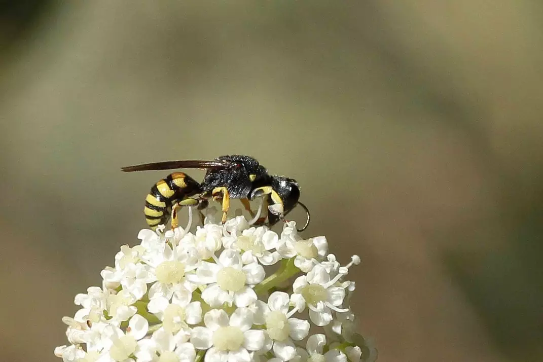 דבורים וצרעות בבריטניה נעלמו כבר יותר ממאה שנה 48778_4