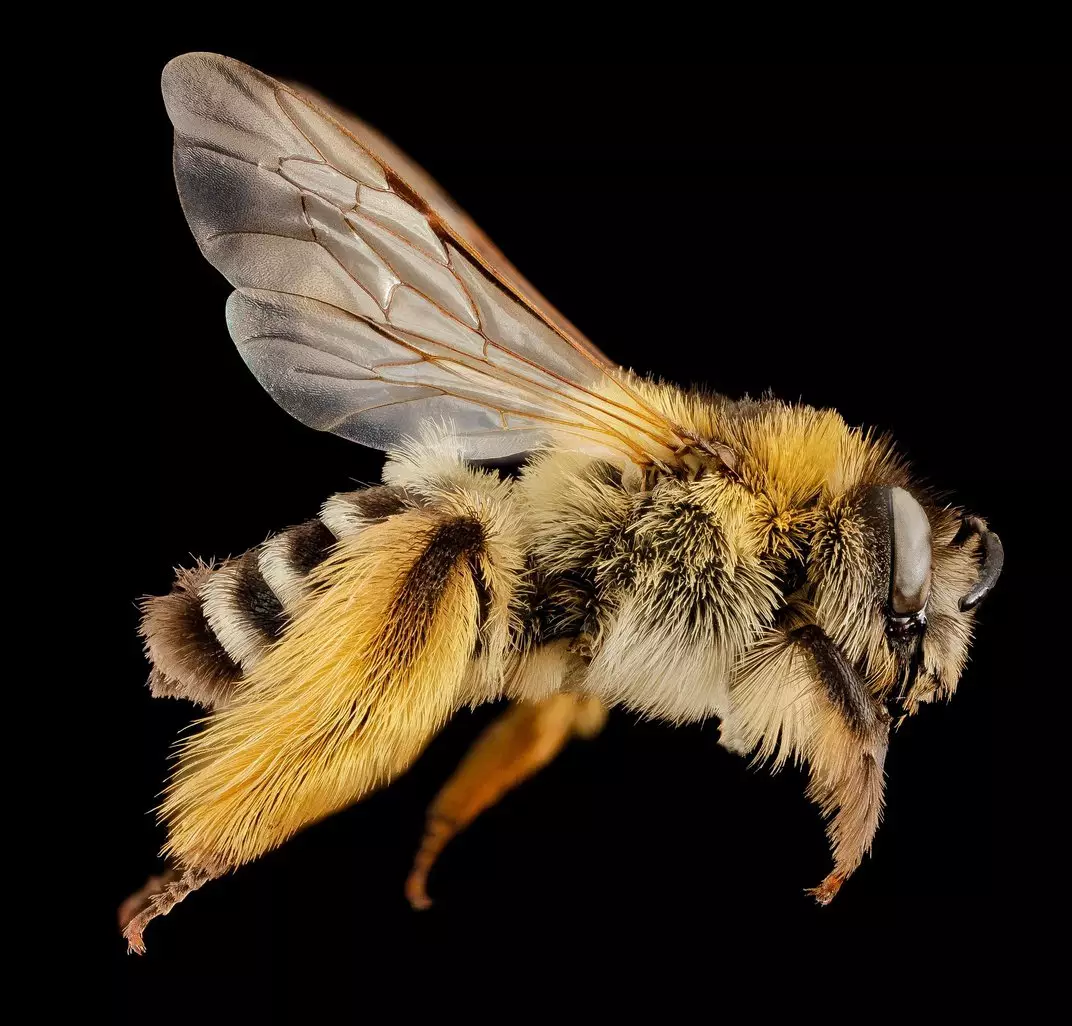 Les abeilles et les guêpes en Grande-Bretagne ont disparu depuis plus d'un siècle 48778_6