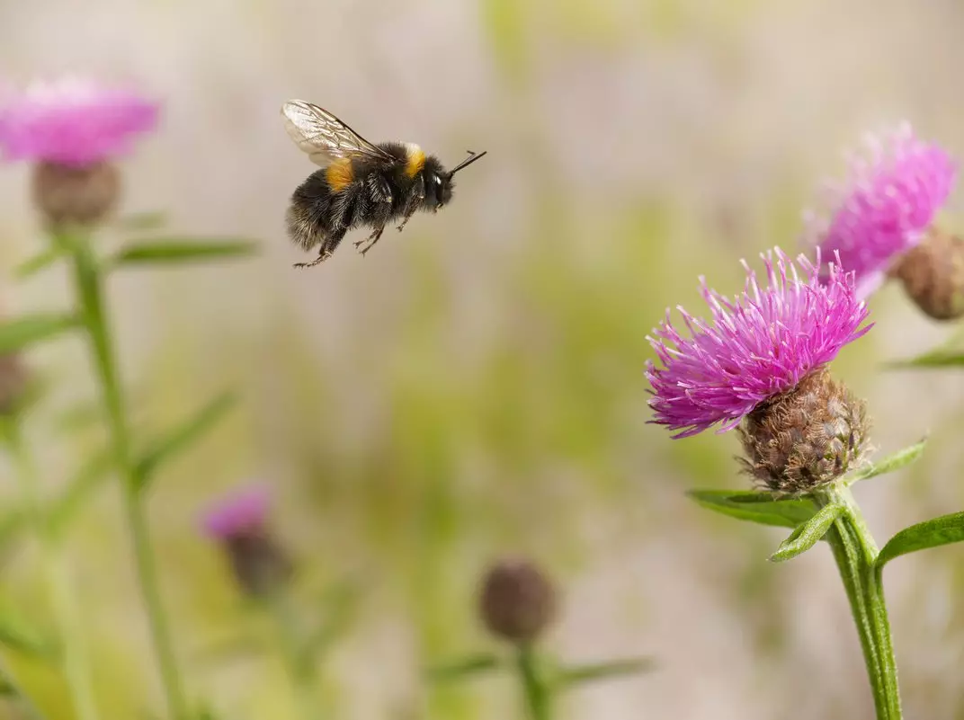 Bijen en wespen in Groot-Brittannië zijn al meer dan een eeuw aan het verdwijnen 48778_7
