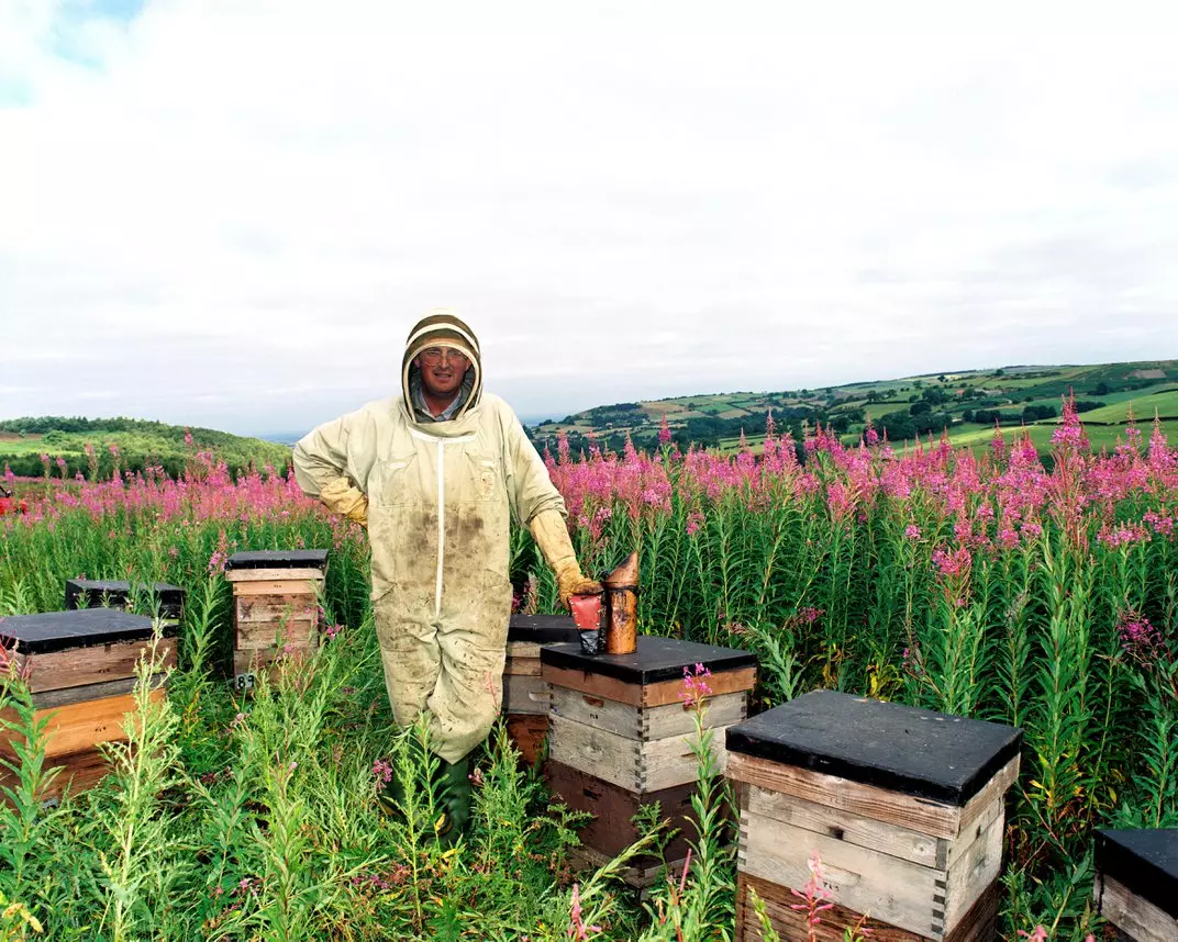 Les abeilles et les guêpes en Grande-Bretagne ont disparu depuis plus d'un siècle 48778_8