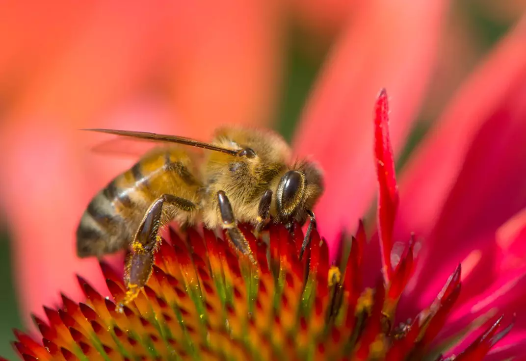 Les abeilles et les guêpes en Grande-Bretagne ont disparu depuis plus d'un siècle 48778_9