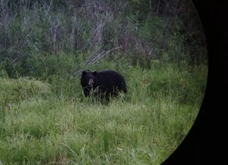 Луизианский черный медведь
