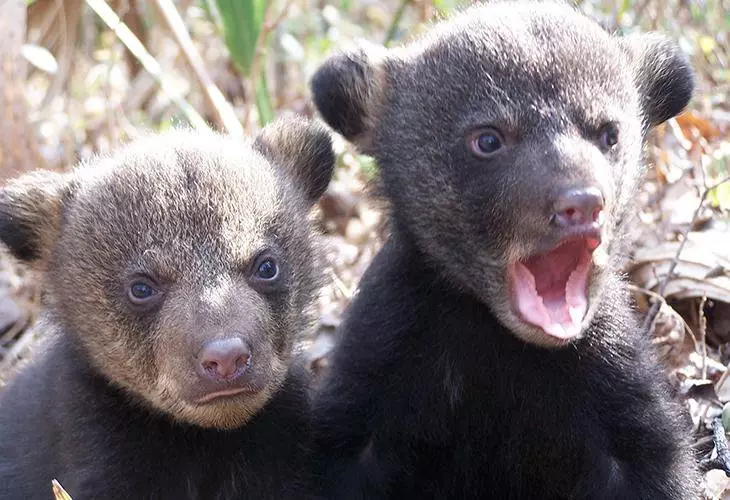 Детеныши черного медведя из Луизианы