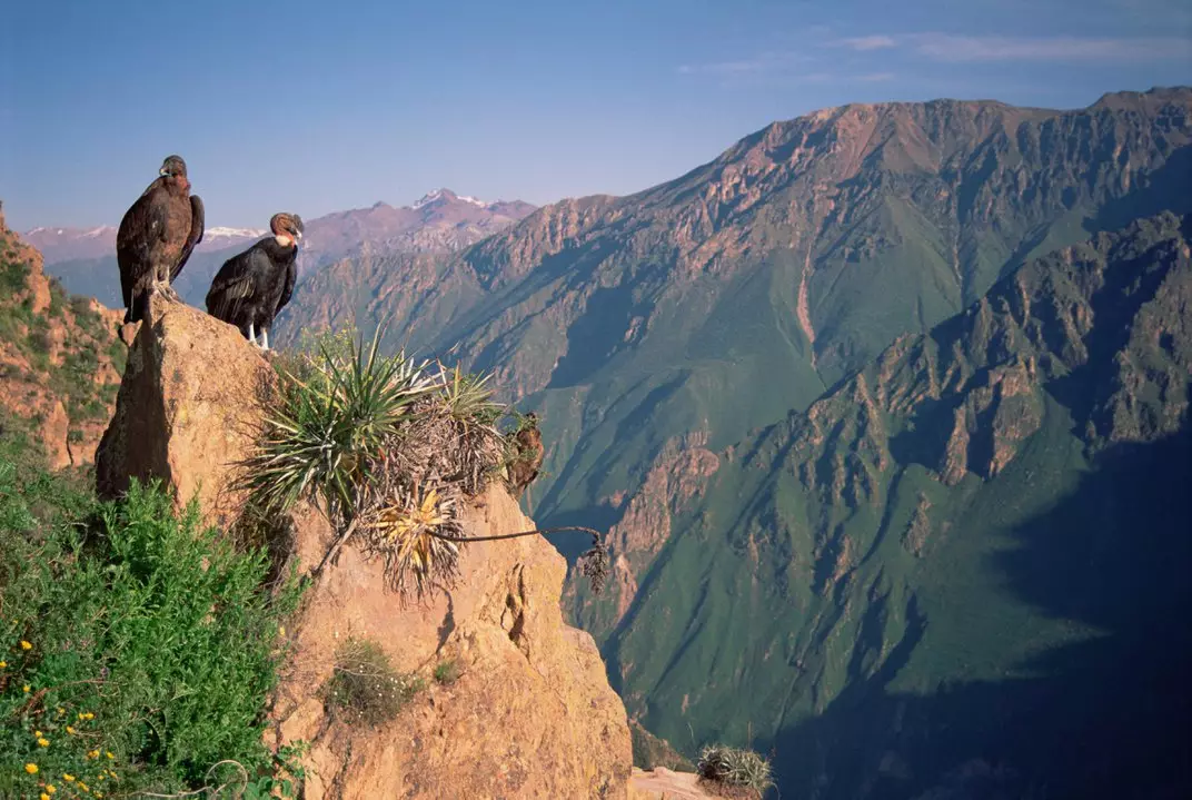 Moe ma le Condors i lenei Faletalimalo Peruvian o tautau i luga o se papa 48873_12