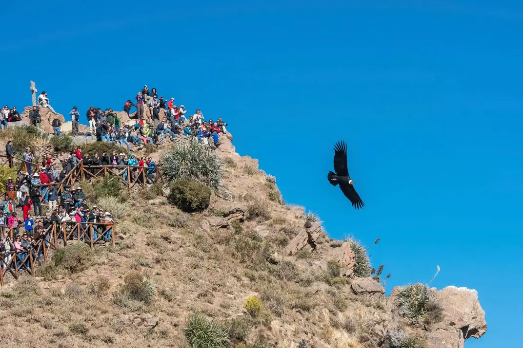 Saré Jeung Condors di hotél Peruvian Ieu nongkrong di Cliff a 48873_13