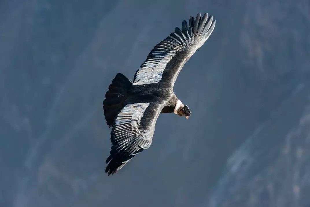 Sleep With the Condors at This Peruvian Hotel Hanging Off a Cliff 48873_15