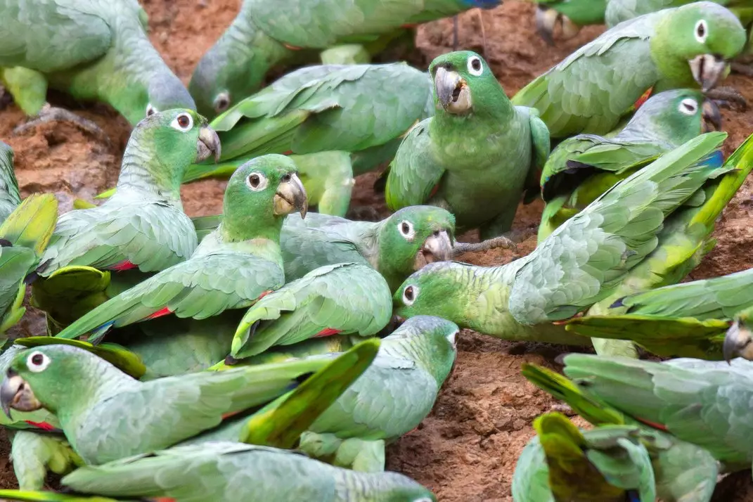 Firwat versammelen Honnerte vu Macaws bei dëse peruanesche Clay Banken? 48874_1