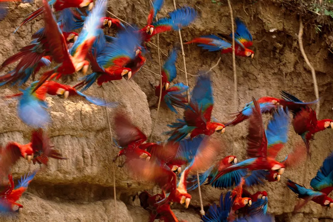 Firwat versammelen Honnerte vu Macaws bei dëse peruanesche Clay Banken? 48874_10