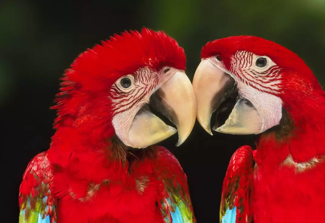 Manu milliy bog'ida tumshug'iga tegayotgan macaws. (Frans Lanting/Korbis)