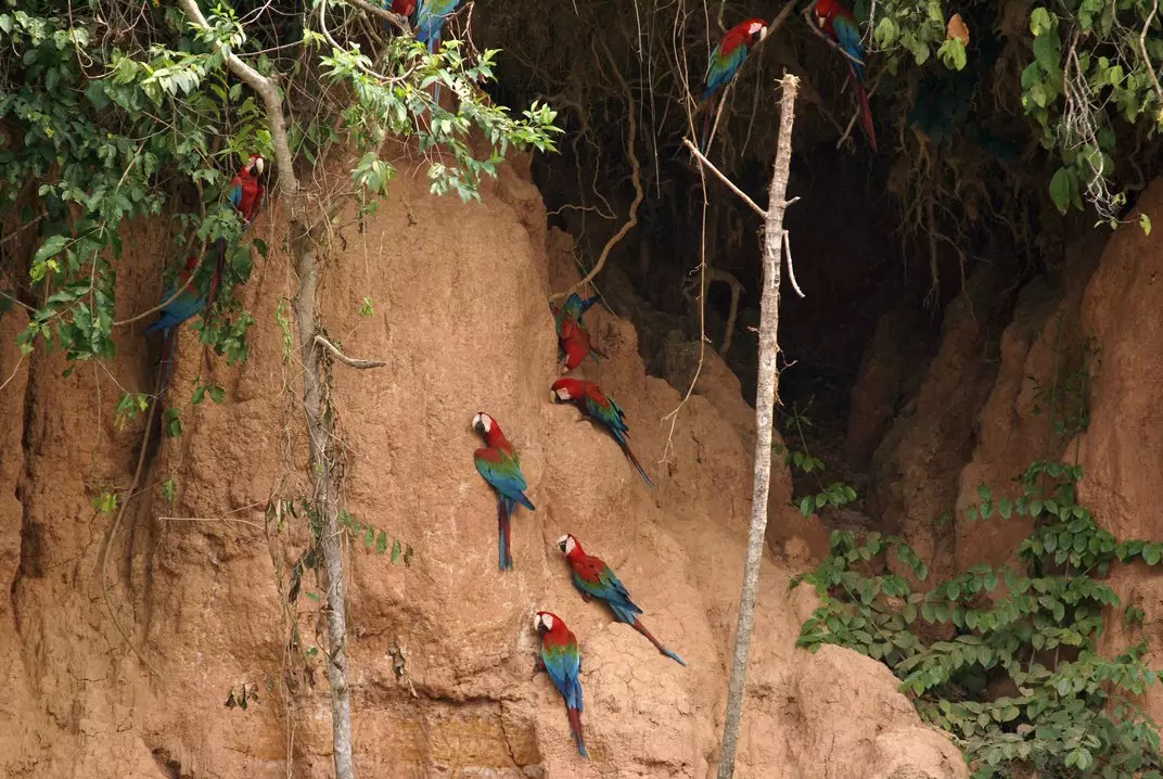 Kini idi ti awọn ọgọọgọrun ti Macaws ṣe apejọ ni Awọn banki Clay Peruvian wọnyi? 48874_2