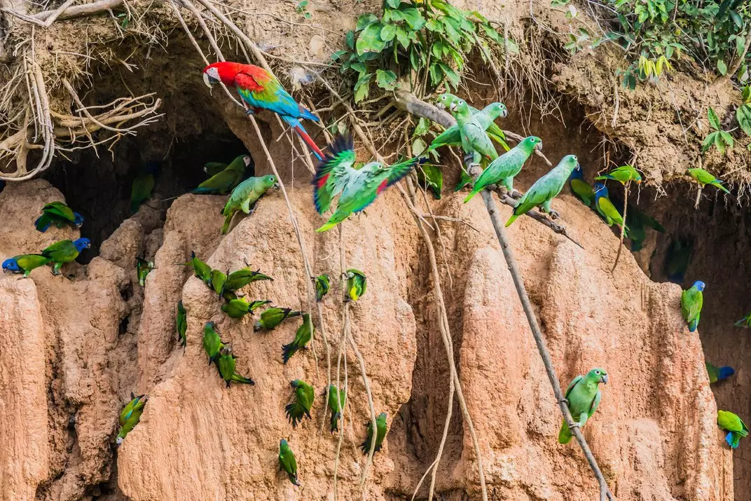 Nahoana ny Macaw an-jatony no miangona ao amin'ireo banky tanimanga Peroviana ireo? 48874_3