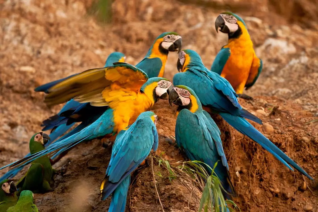 Kwa nini Mamia ya Macaws Hukusanyika kwenye Benki hizi za Udongo za Peru? 48874_4