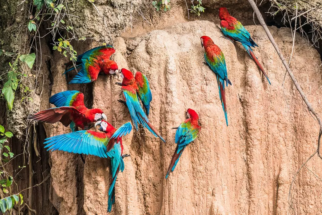 ເປັນຫຍັງ Macaws ຫຼາຍຮ້ອຍຄົນມາເຕົ້າໂຮມກັນຢູ່ທະນາຄານດິນເຜົາເປຣູ? 48874_5