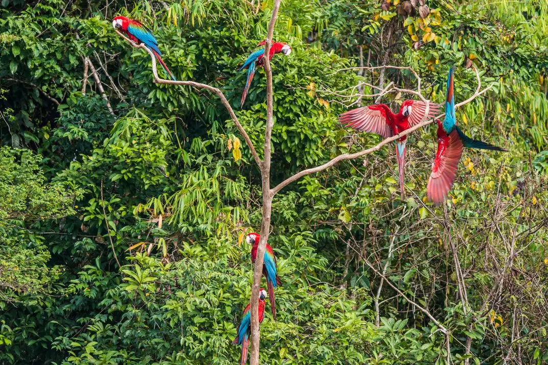 Pse mblidhen qindra Macaws në këto brigje balte peruane? 48874_6