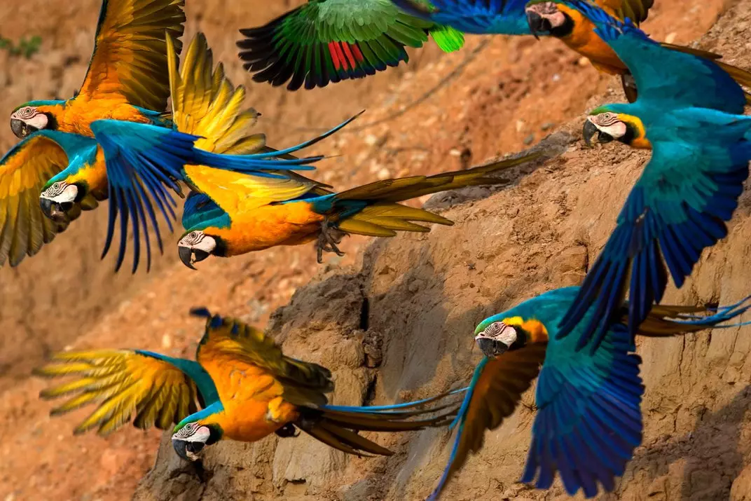 ເປັນຫຍັງ Macaws ຫຼາຍຮ້ອຍຄົນມາເຕົ້າໂຮມກັນຢູ່ທະນາຄານດິນເຜົາເປຣູ? 48874_7