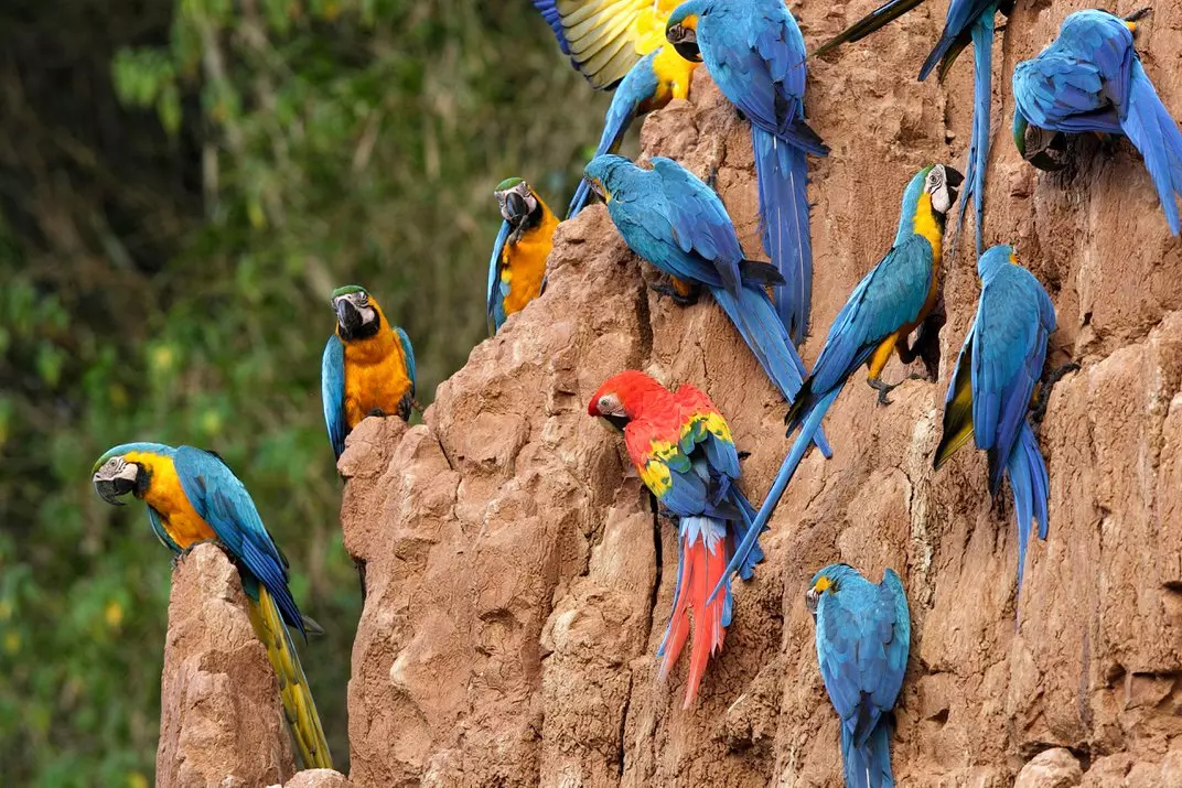 Pse mblidhen qindra Macaws në këto brigje balte peruane? 48874_8