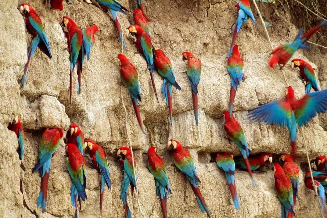 Għaliex Mijiet ta' Macaws jinġabru f'dawn il-Banek tat-Tafal Peruvjani? 48874_9