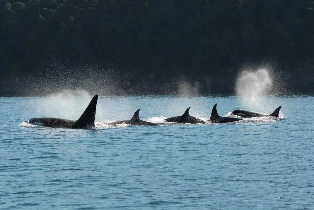 I-Orca Pod