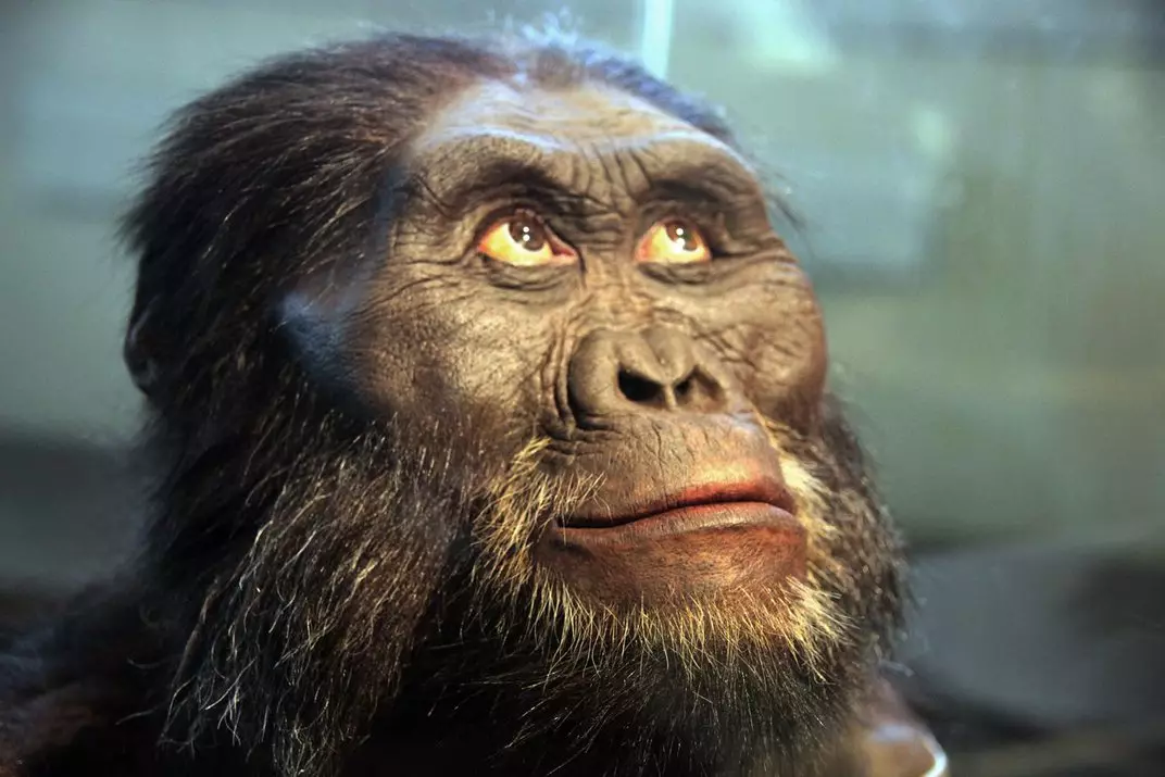 Australopithecus afarensis |