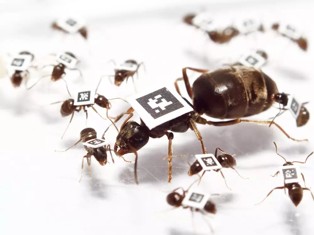 Ants na-ewerekwa ụbọchị ọrịa