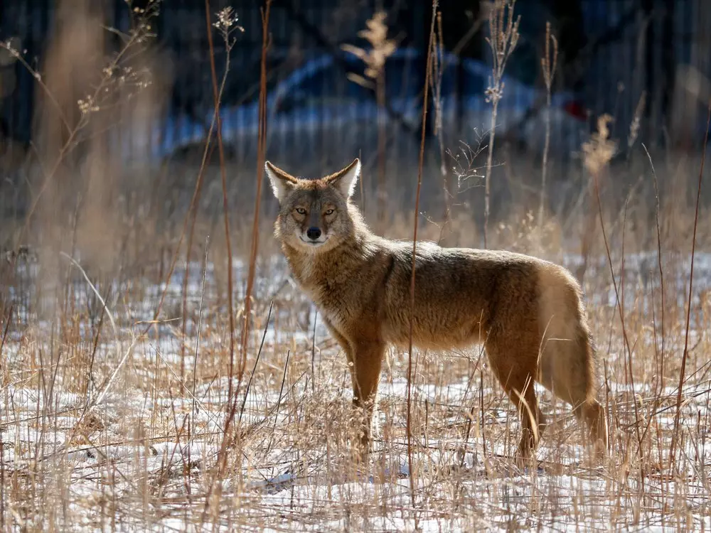 Foxes da Coyotes Maƙiyan Halitta ne. Ko Su Suke?