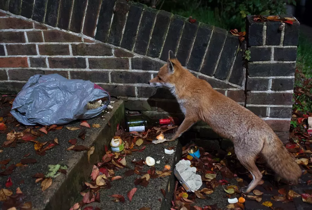 Foxes ແລະ Coyotes ແມ່ນສັດຕູທໍາມະຊາດ. ຫຼືພວກເຂົາ?