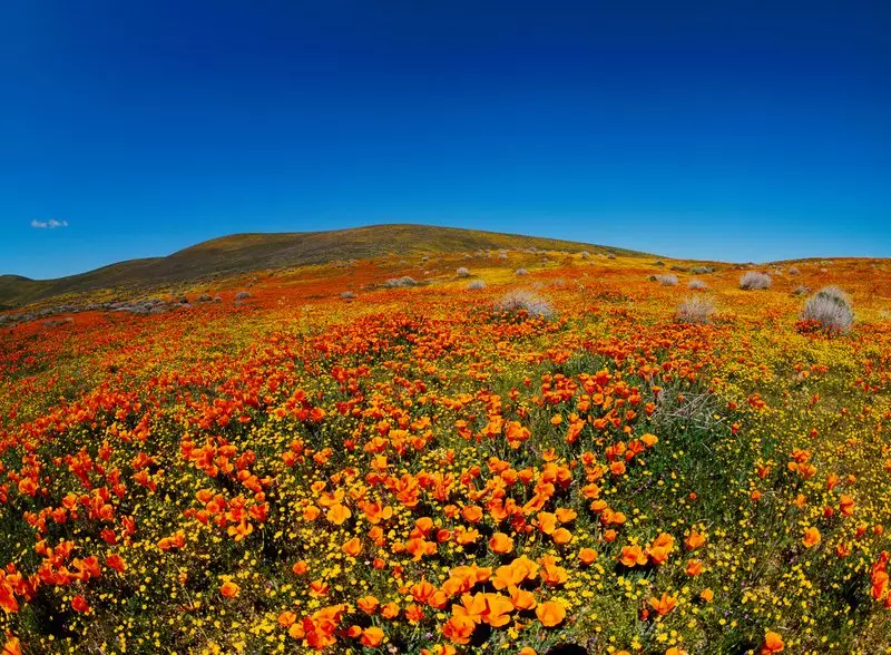 Najboljša mesta za ogled divjih cvetov po Združenih državah 49066_2