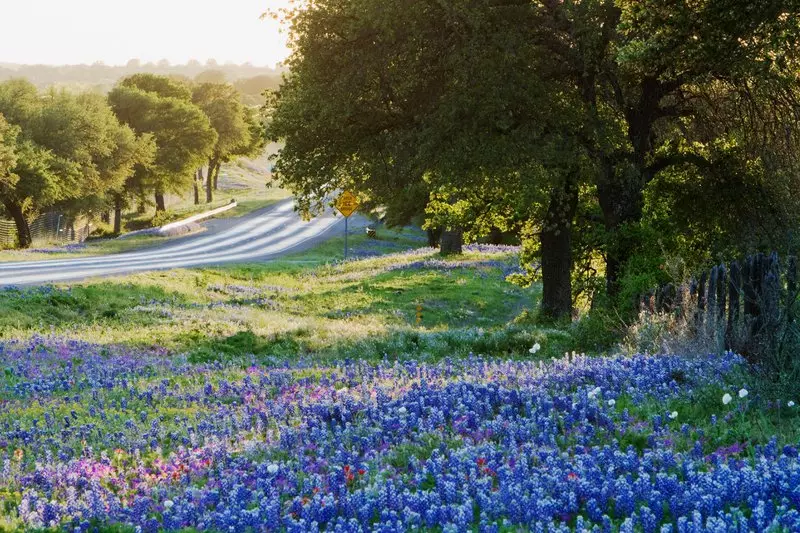 Beste plaatsen om wilde bloemen te zien in de Verenigde Staten 49066_5