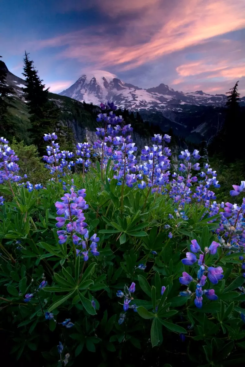 Bedste steder at se vilde blomster rundt om i USA 49066_6