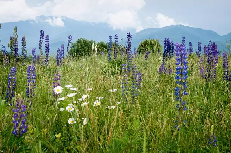 Beste plaatsen om wilde bloemen te zien in de Verenigde Staten 49066_7