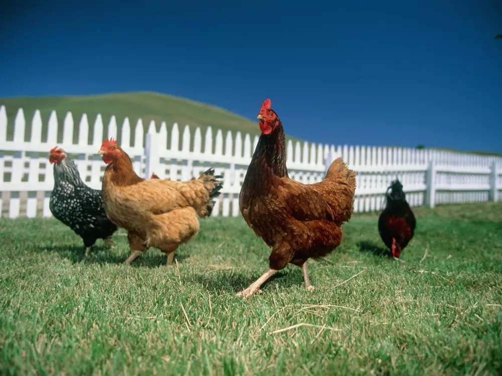 Goditja botërore "Peak Chicken" në 2006