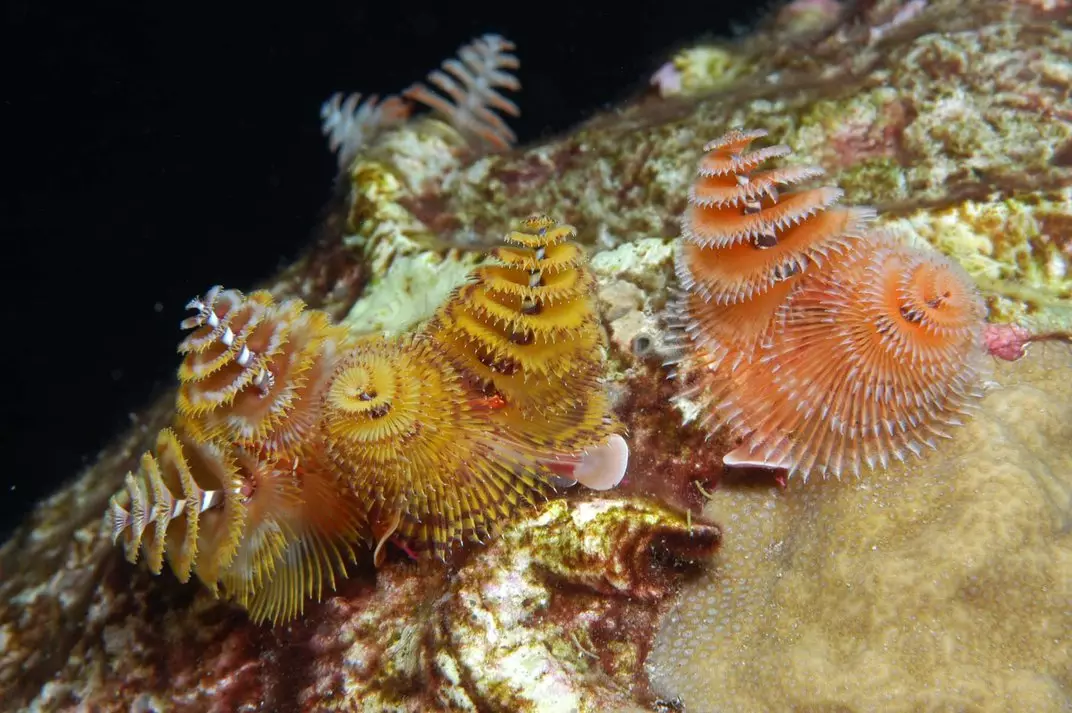 关于海洋猪鬃蠕虫的 14 个有趣的事实