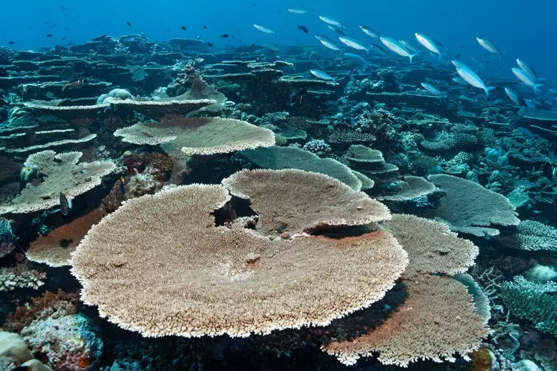 Top 12 câu chuyện về đại dương đã làm dậy sóng năm 2014 49079_10