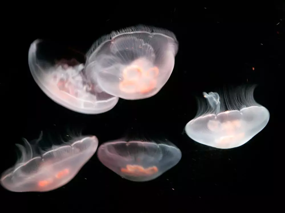 Japan Jellies