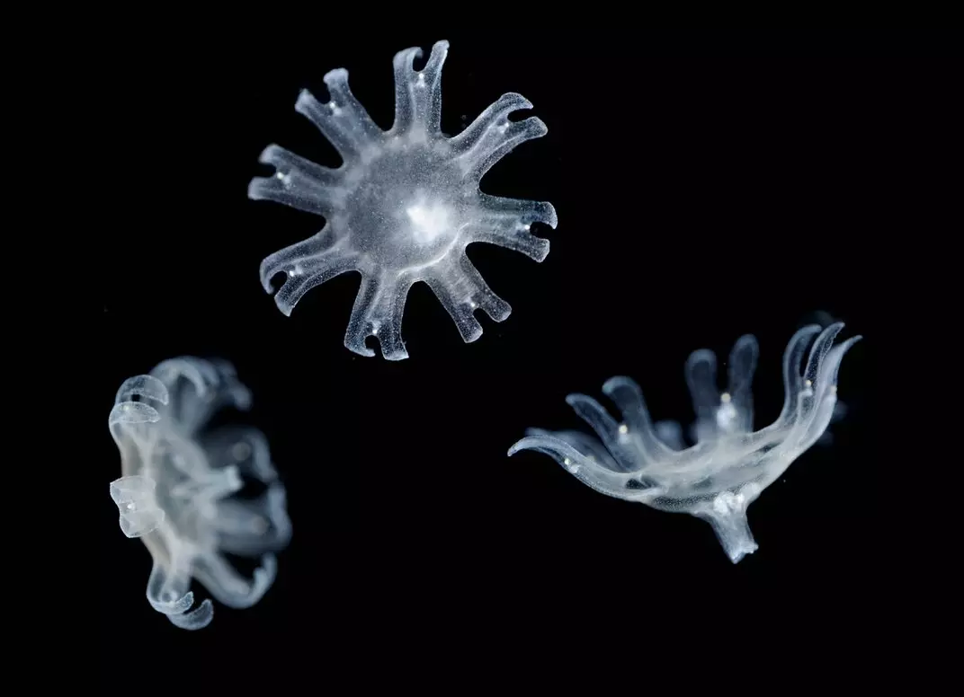 Big Moon Jelly Blanzuni Marbuta mal-Kostruzzjoni tal-Baċir Ġdid 49080_2