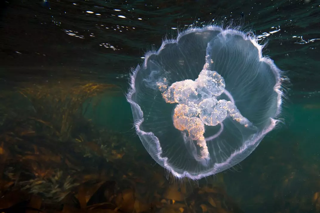 Big Moon Jelly Blooms ຕິດກັບການກໍ່ສ້າງ Dock ໃຫມ່ 49080_3