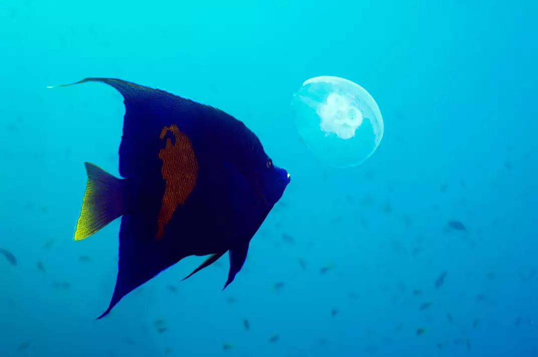 Big Moon Jelly цъфти, свързано с ново строителство на док 49080_5