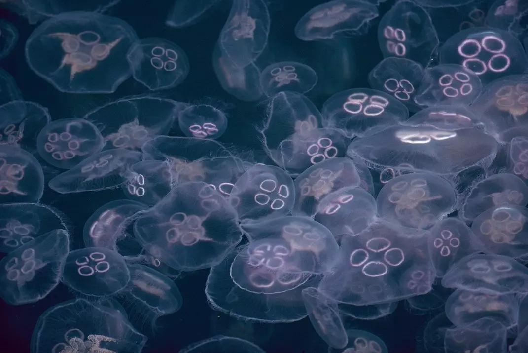 Το Big Moon Jelly Blooms συνδέεται με την κατασκευή της νέας αποβάθρας 49080_6