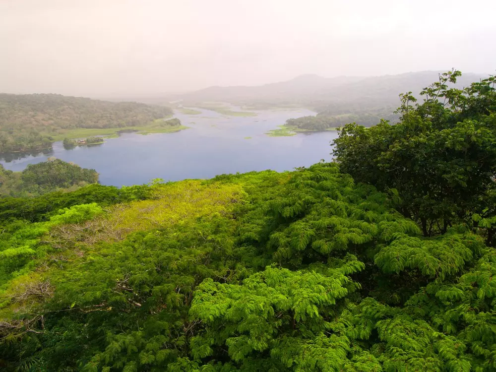 Mae rhai Coedwigoedd yn Cael Effeithiau Rhyfeddol ar Ddŵr Lleol