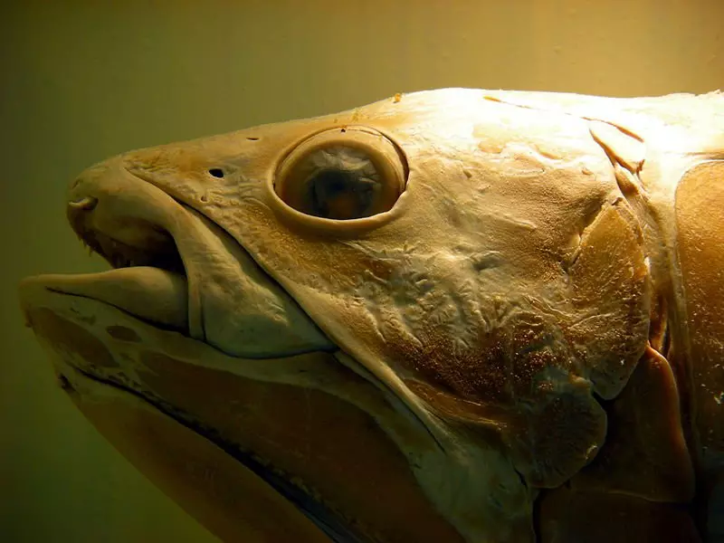 Coelacanth