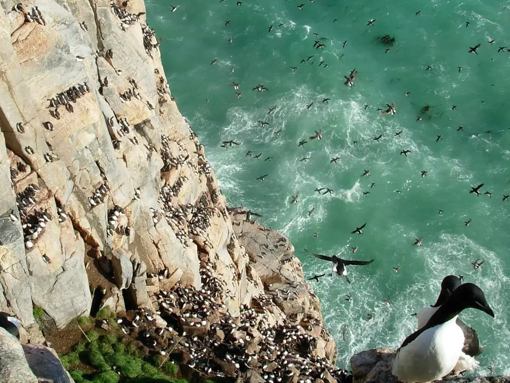 murres on cliffs.jpg