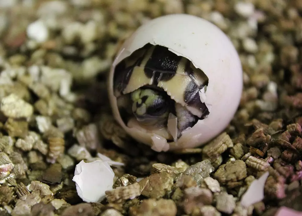 Second Hatchling