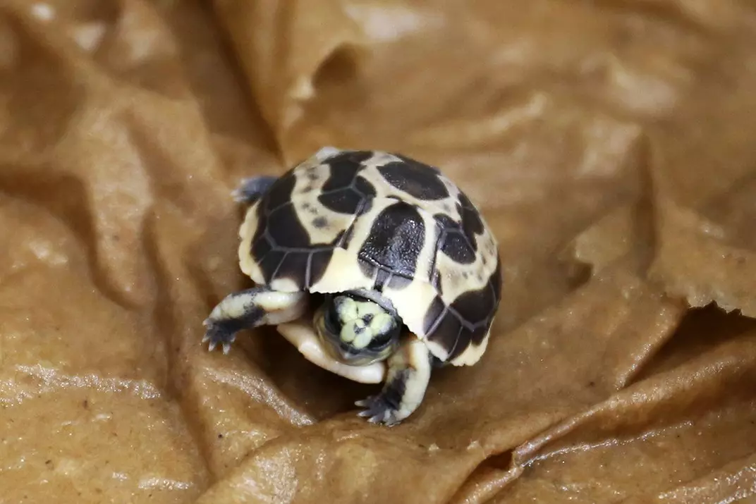 Segunda Tartaruga Aranha