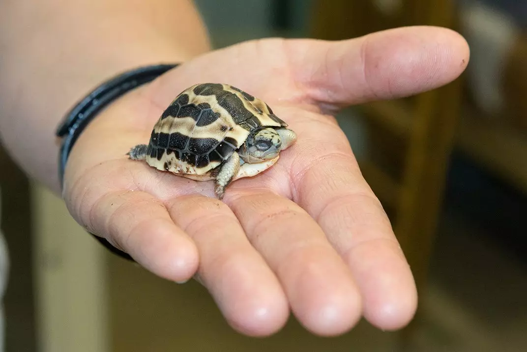 更新：ひびの入った卵からの2番目の絶滅危惧種のカメの孵化 49164_3