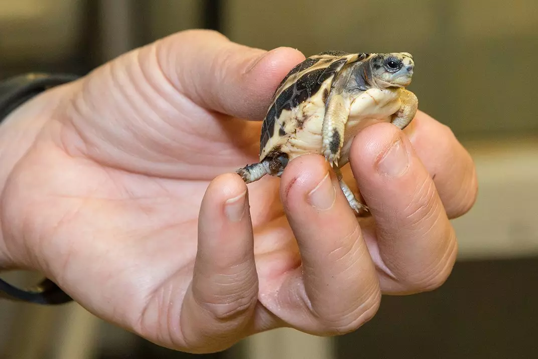 UPDATE: Second Critically Endangered Tortoise Hatches from a Cracked Egg 49164_5