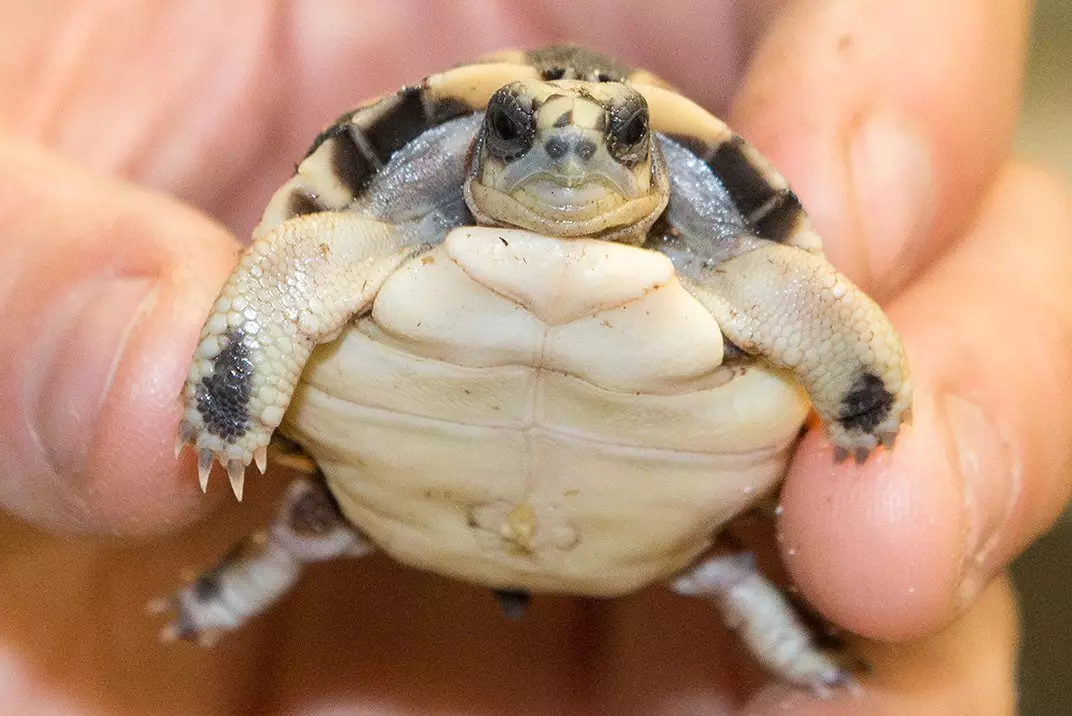 የሸረሪት ኤሊ Hatchling