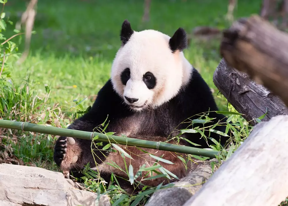Để vận chuyển tinh dịch gấu trúc đông lạnh từ Trung Quốc, các quan chức sở thú đã đi tất cả các cách