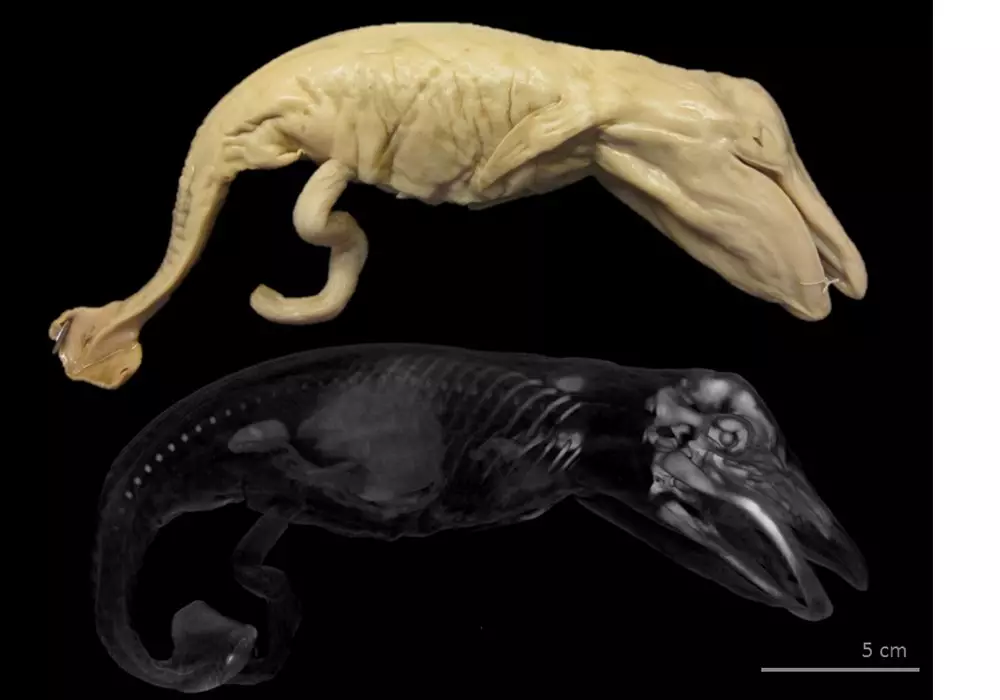 Zeldzame verzameling walvisfoetussen onthult de evolutie van het horen van walvisachtigen