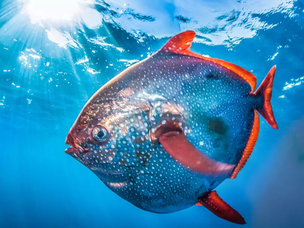 Messen der Temperatur des ersten warmblütigen Fisches